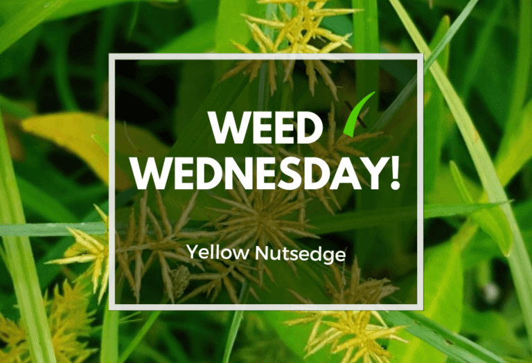 Weed Wednesday: Yellow Nutsedge - ExperiGreen