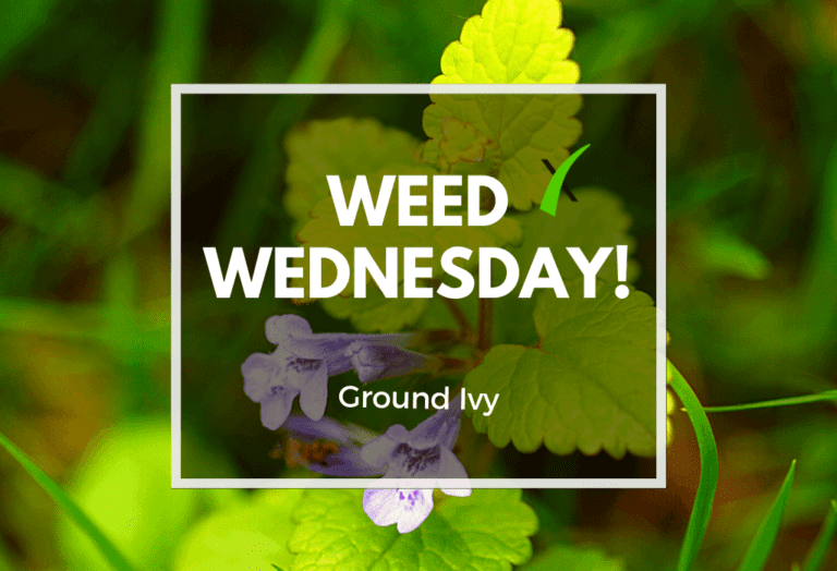 Weed Wednesday: Ground Ivy - ExperiGreen