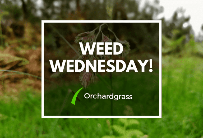 Weed Wednesday Orchardgrass - ExperiGreen