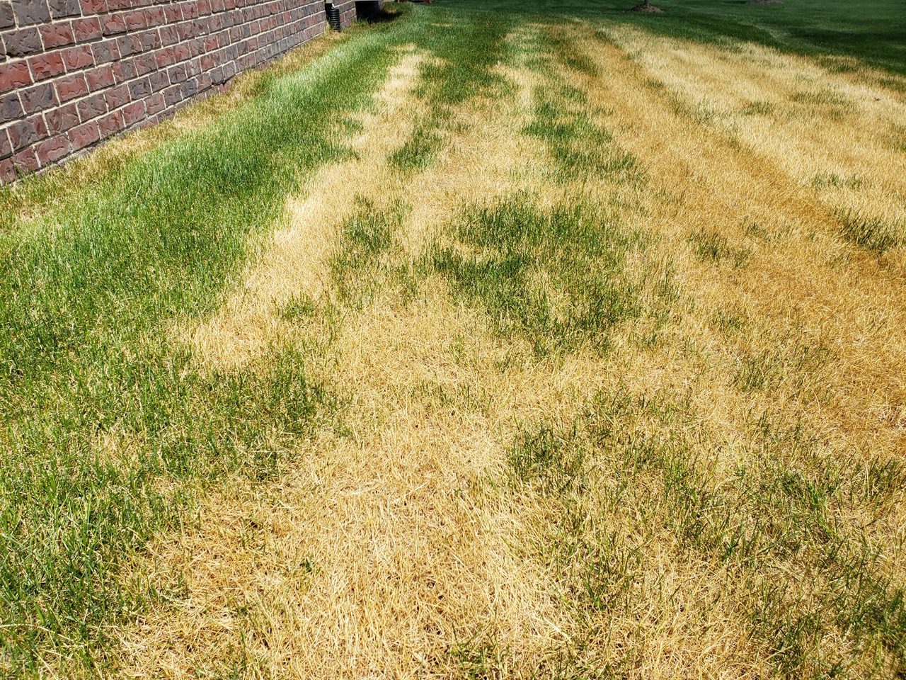 Expert Lawn Disease Control & Treatment Services